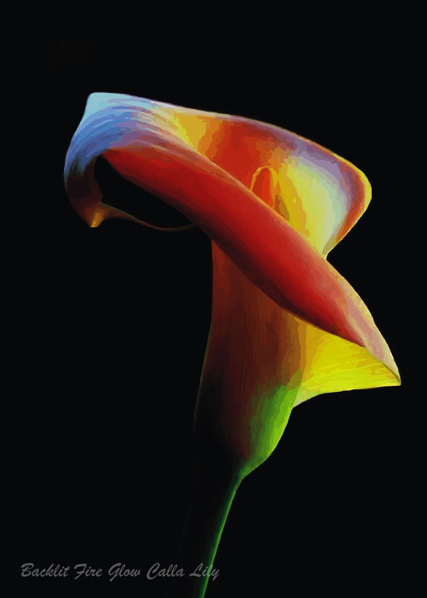 'Backlit Fire Glow Calla Li' Poster, picture, metal print, paint by ...