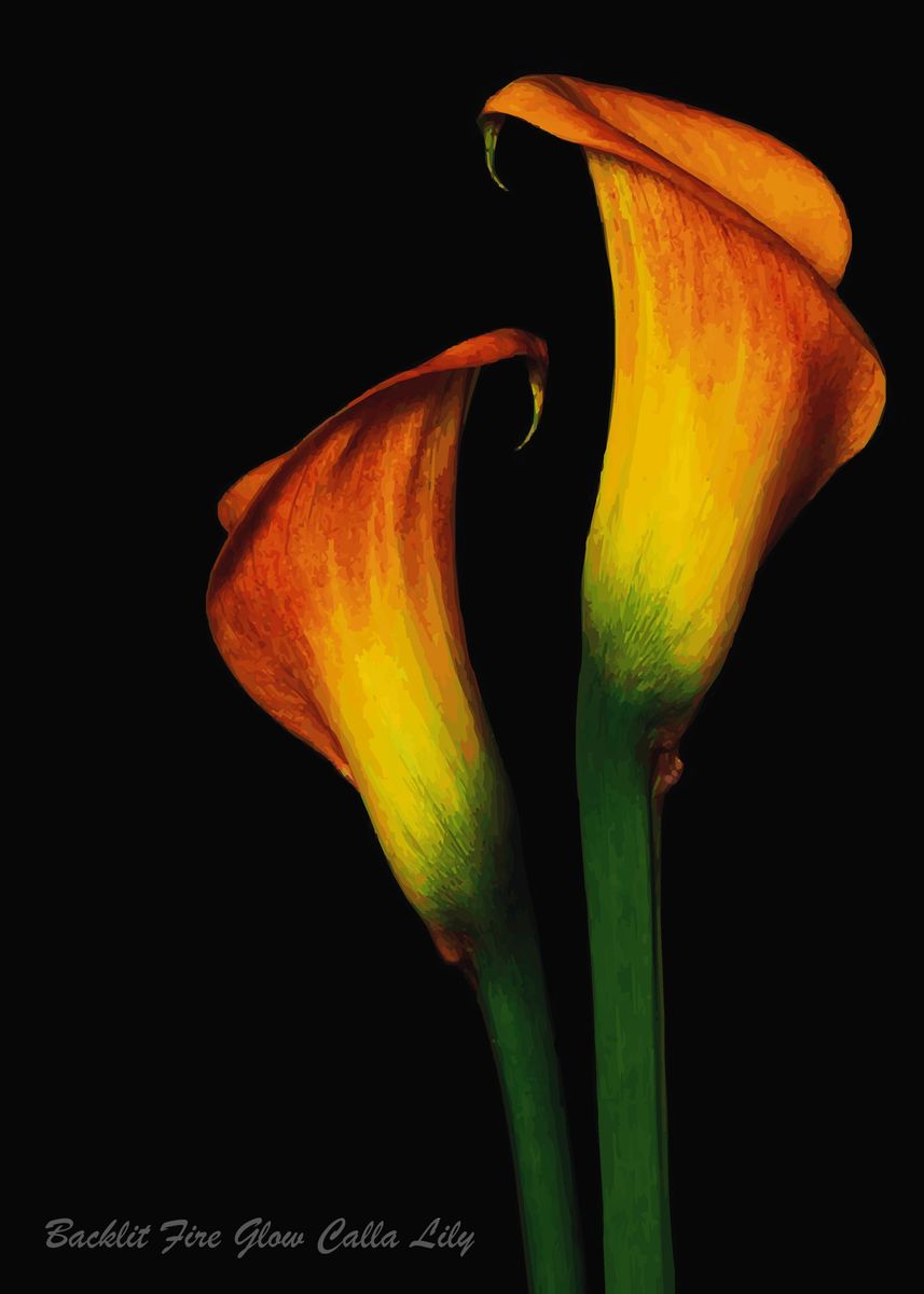 'Backlit Fire Glow Calla Li' Poster, picture, metal print, paint by ...