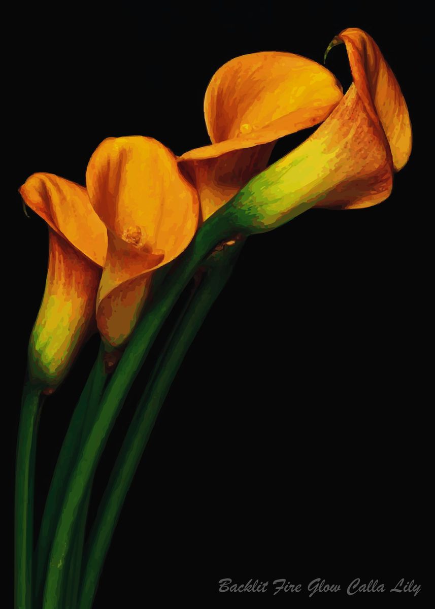 'Backlit Fire Glow Calla Li' Poster, picture, metal print, paint by ...