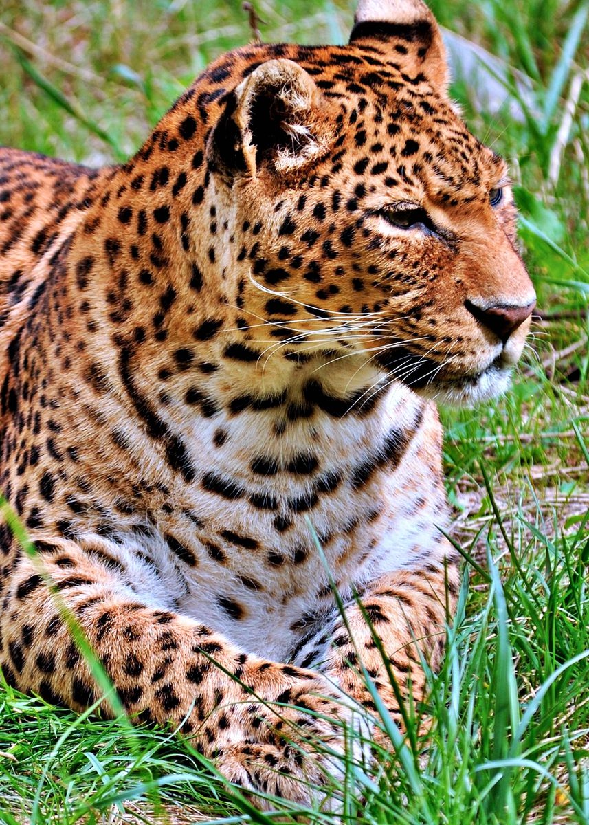'The beautiful wild cat' Poster, picture, metal print, paint by Jane ...