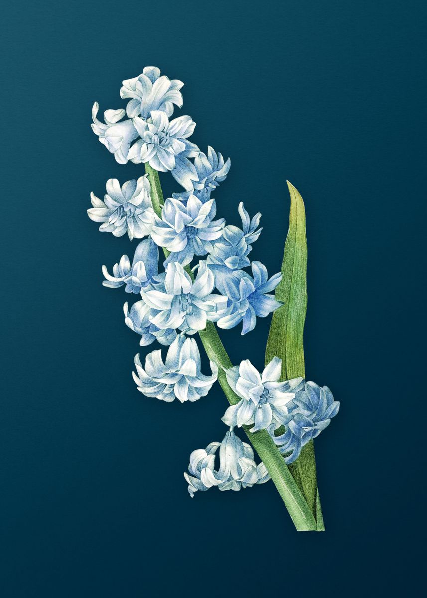 'Oriental Hyacinth on Teal' Poster, picture, metal print, paint by Holy ...