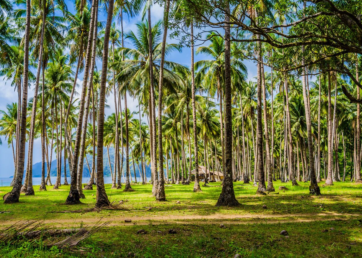 'Palm Trees Near Corong Bea' Poster by Noah | Displate