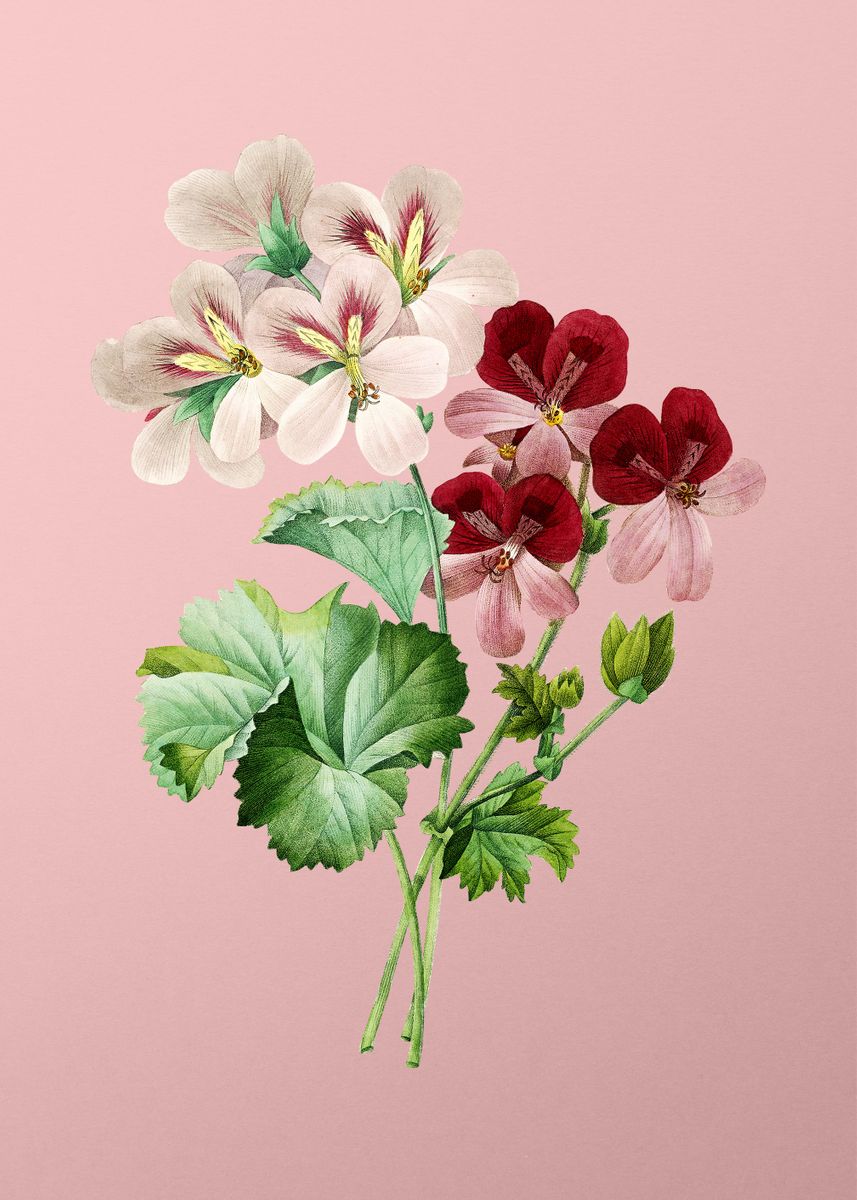 'Cranes Geranium on Pink' Poster, picture, metal print, paint by Holy ...