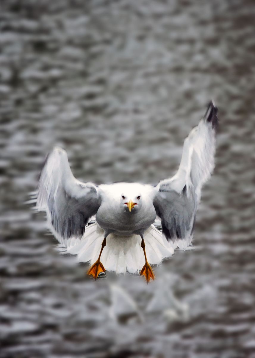 'Seagull' Poster, picture, metal print, paint by Juliana RW | Displate