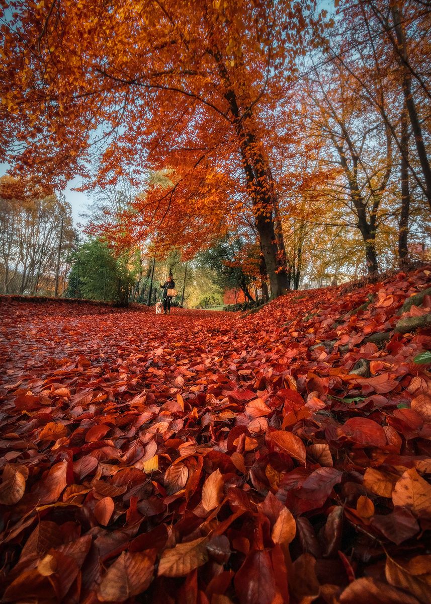 'Red Autumn Forest Print' Poster by Vardi Creations | Displate