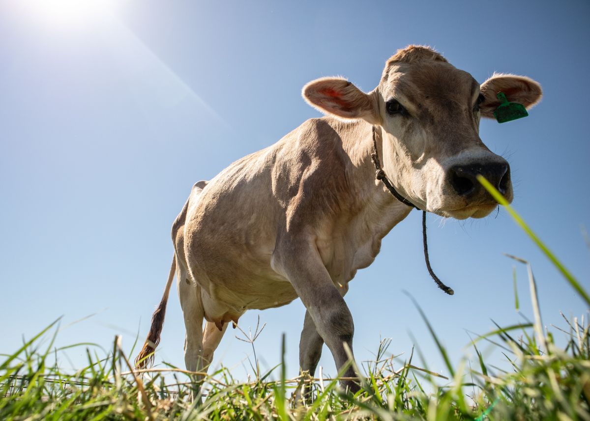 'Get My Good Side' Poster by Michael Curiel | Displate