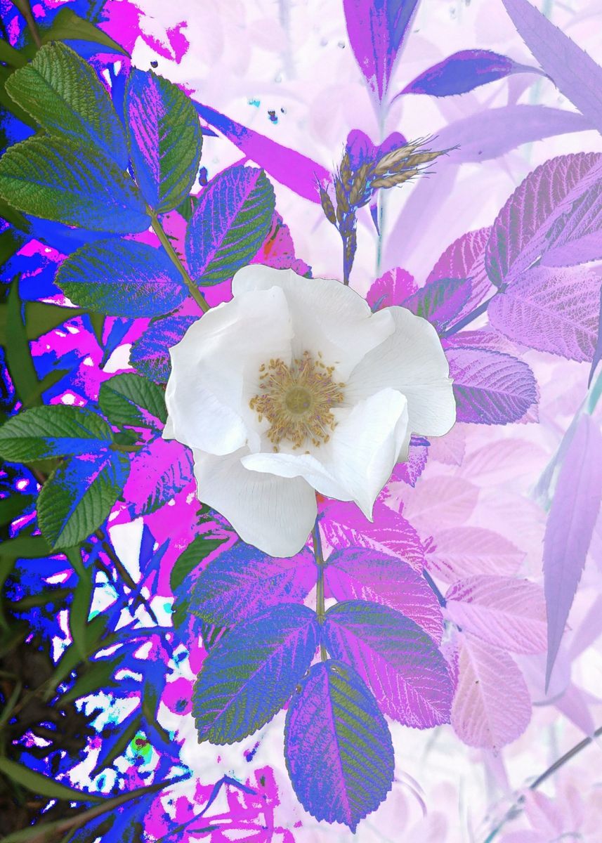 'wild white rose' Poster by Aida Czyrnek | Displate