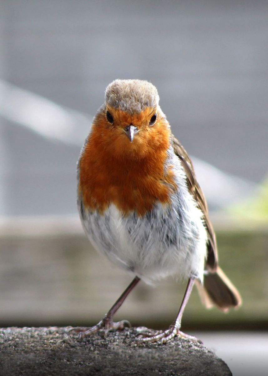 'Robin' Poster, picture, metal print, paint by Matthew Lloyd | Displate