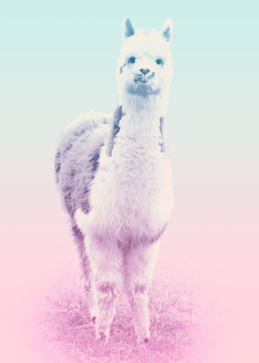 'lama' Poster, picture, metal print, paint by SplashDesign | Displate