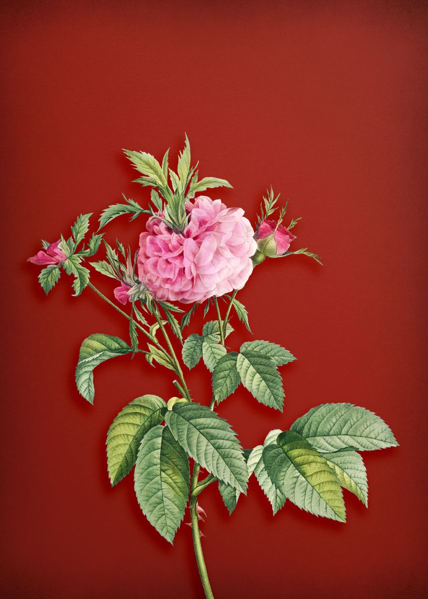 'Pink Agatha Rose on Red' Poster, picture, metal print, paint by Holy ...