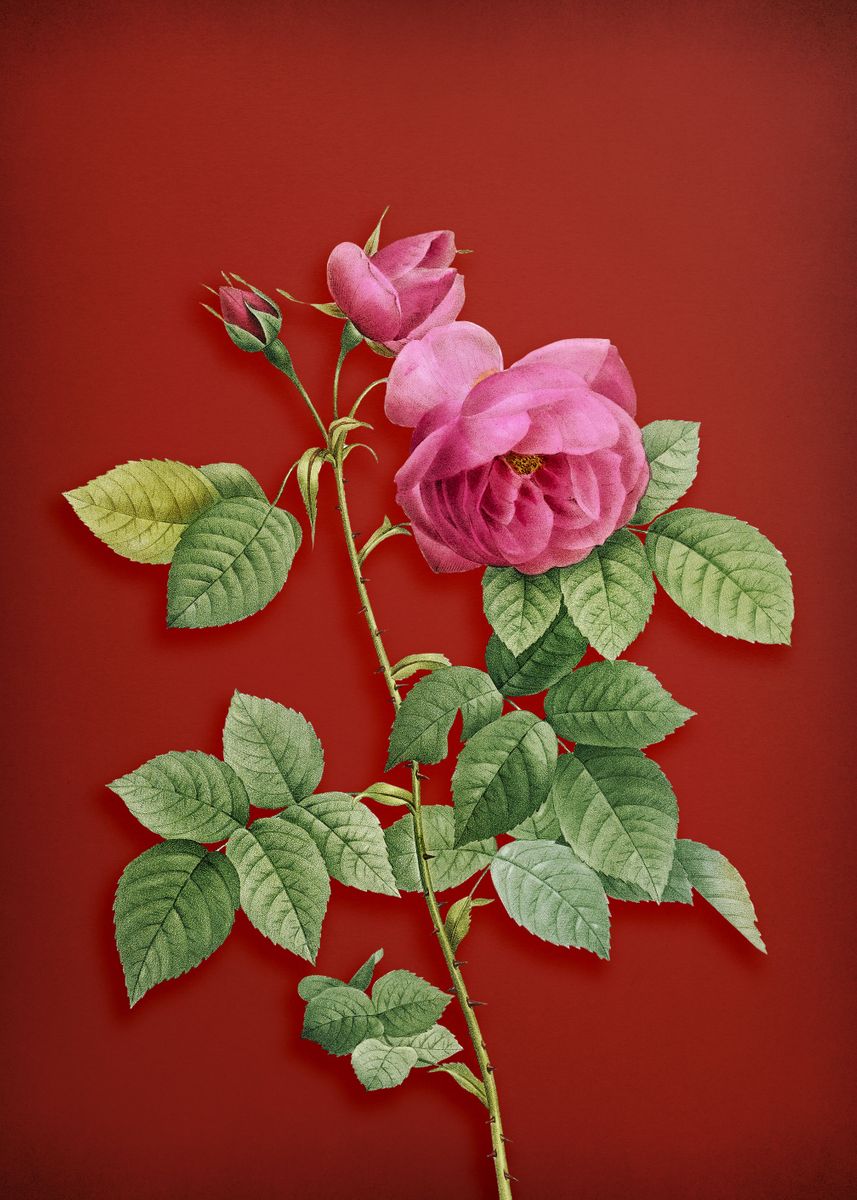 'Pink Bourbon Roses on Red' Poster, picture, metal print, paint by Holy ...
