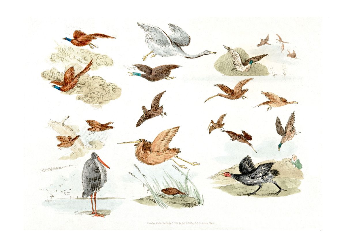 'game birds' Poster by tony4urban | Displate