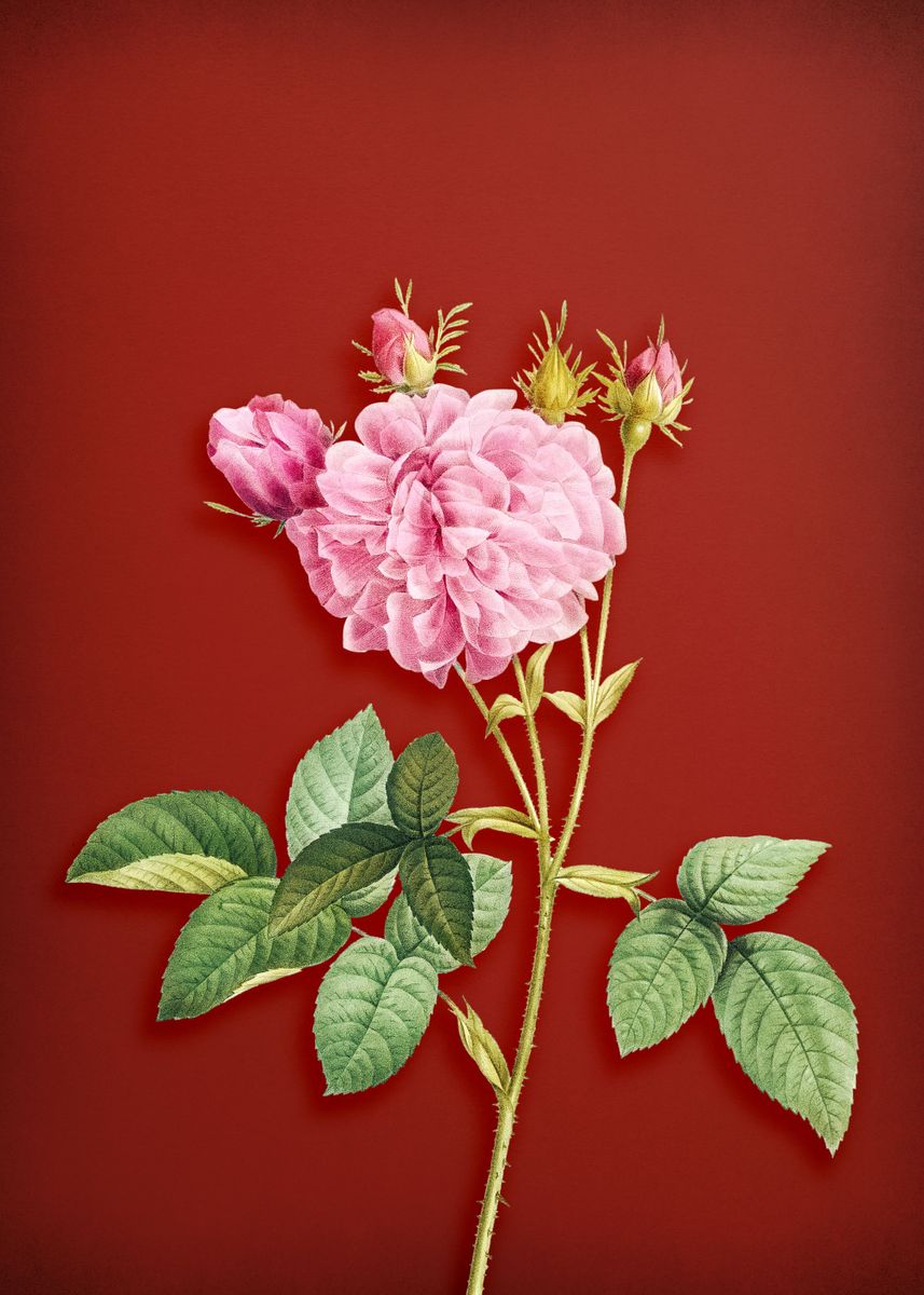 'Pink Agatha Rose on Red' Poster, picture, metal print, paint by Holy ...