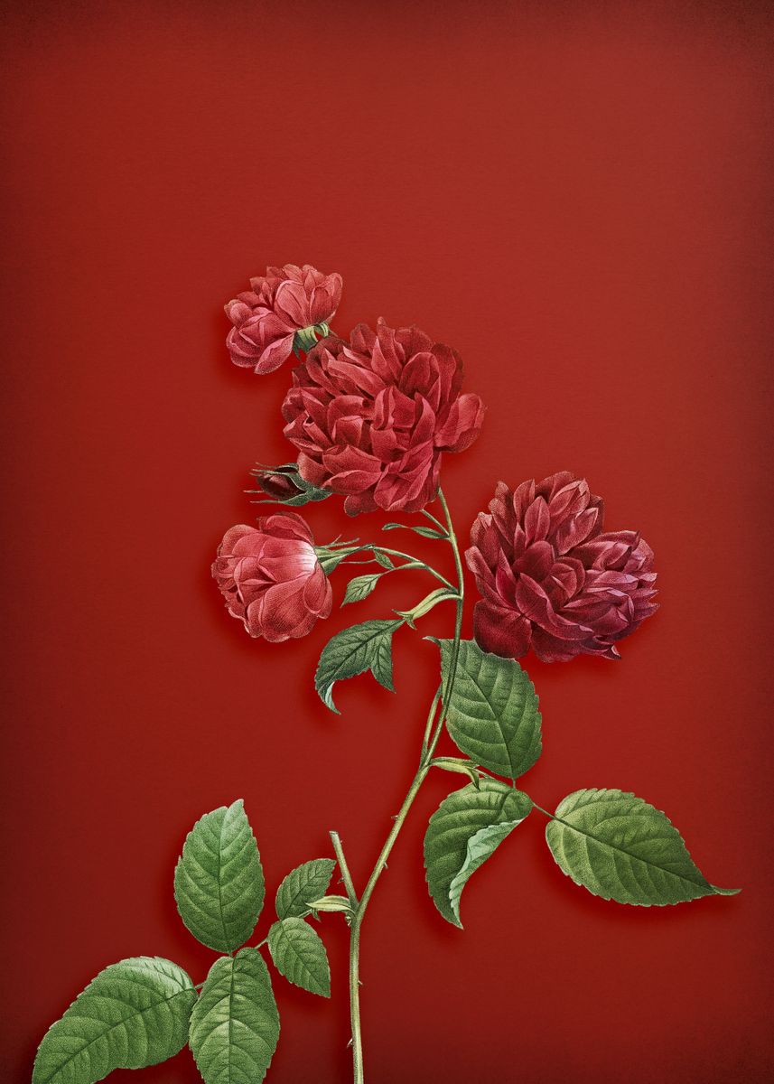 'Red Cabbage Rose on Red' Poster, picture, metal print, paint by Holy ...