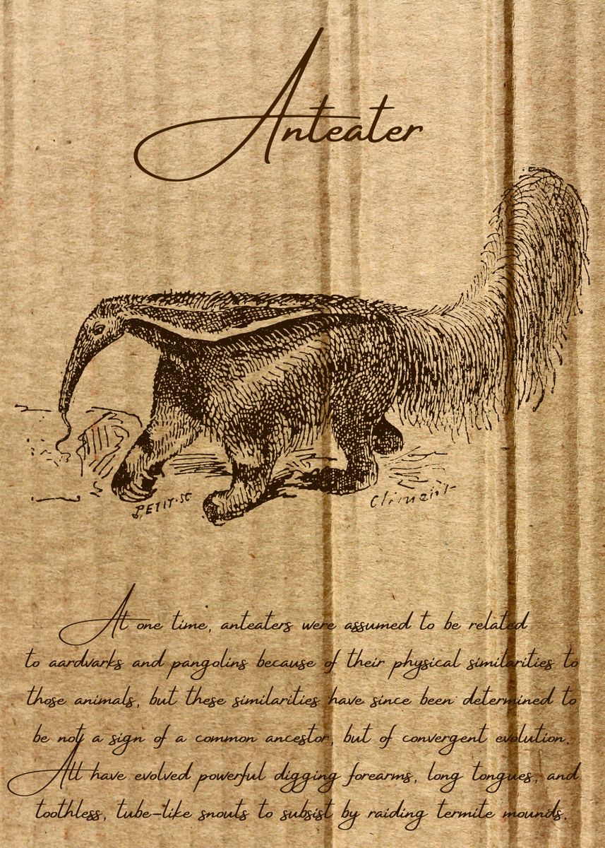 'Anteater' Poster, picture, metal print, paint by Artistic Prints ...
