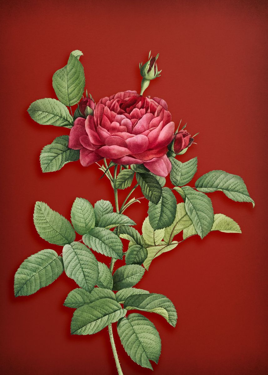 'Red Gallic Rose on Red' Poster by Holy Rock Design | Displate