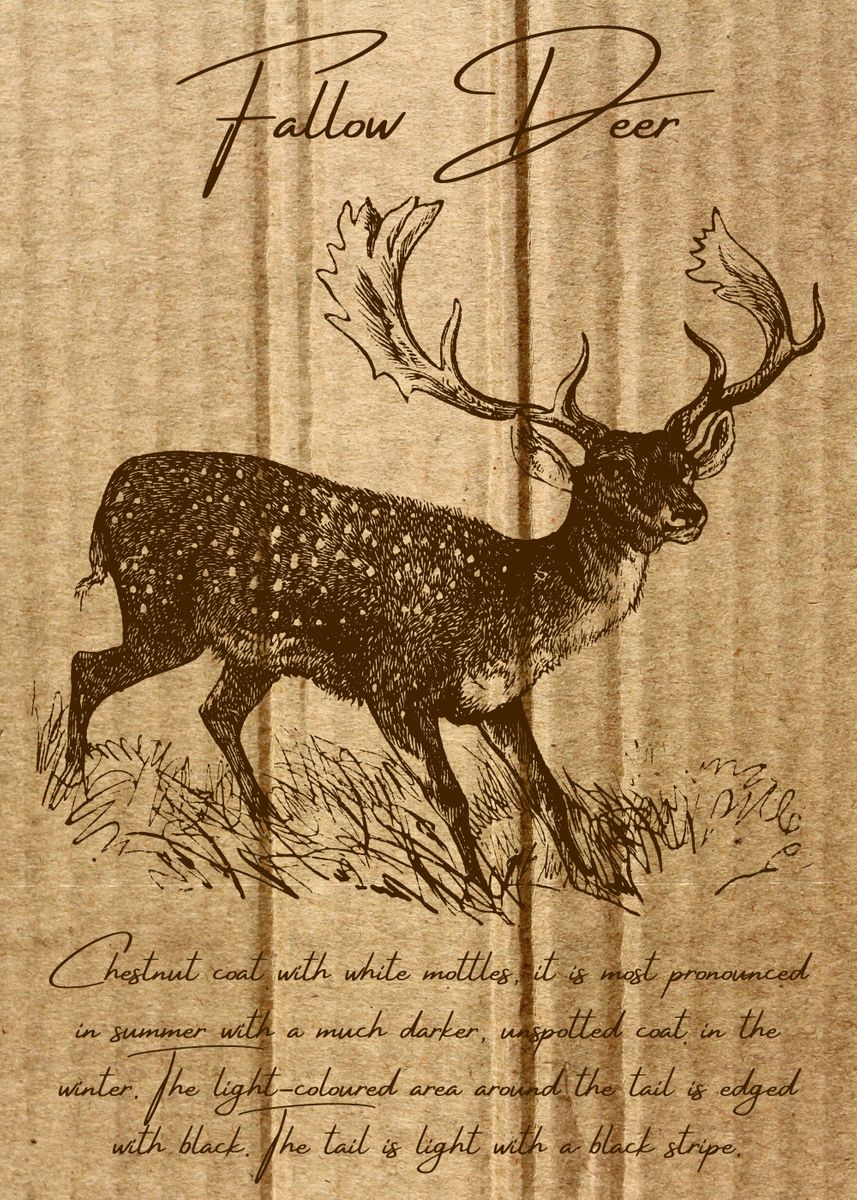 'Fallow Deer' Poster by Artistic Prints | Displate