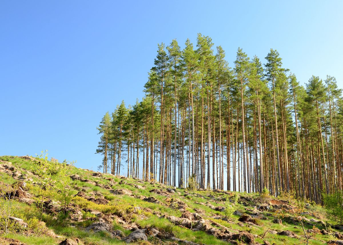 'Forest Landscape' Poster by Noah | Displate