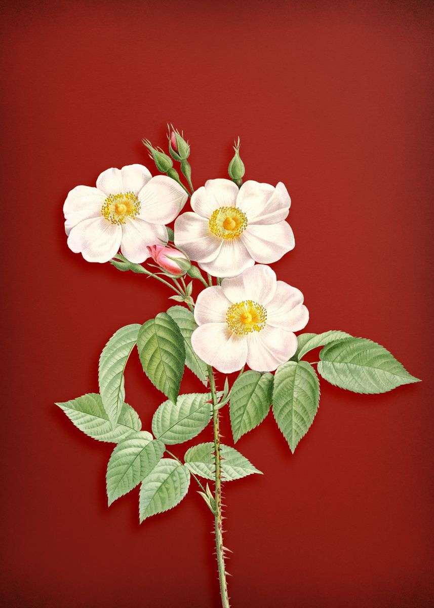 'Rose of Castile on Red' Poster, picture, metal print, paint by Holy ...