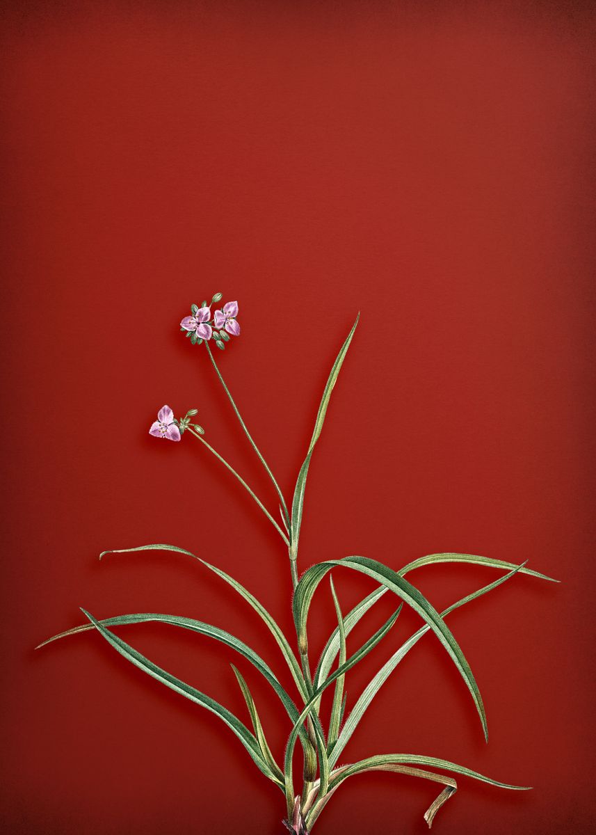 'Spiderwort on Red' Poster, picture, metal print, paint by Holy Rock ...