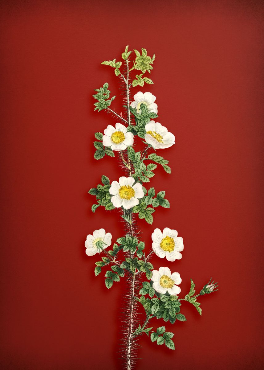 'Scotch Rose Bloom on Red' Poster, picture, metal print, paint by Holy ...