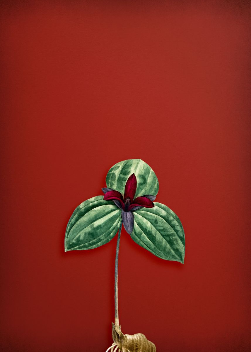 'Vintage Tri Flower on Red' Poster by Holy Rock Design | Displate