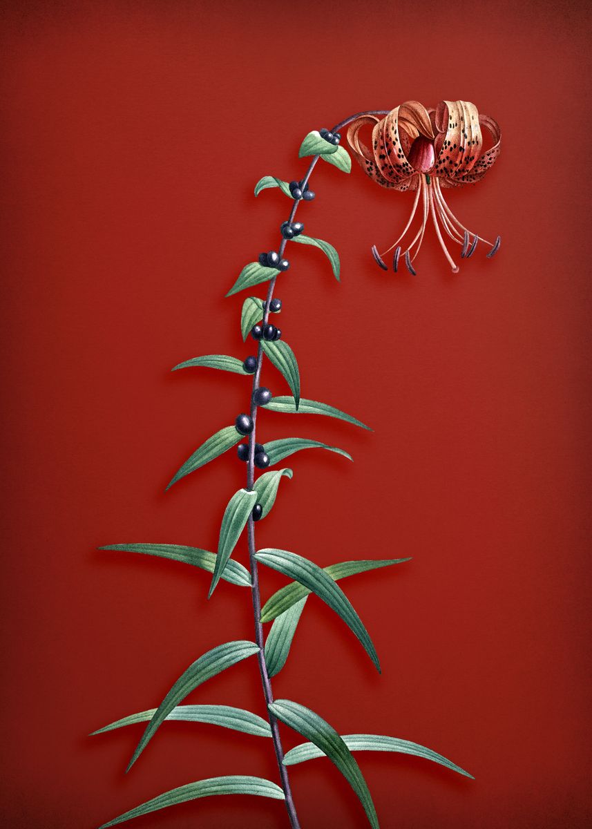 'Tiger Lily on Red' Poster by Holy Rock Design | Displate