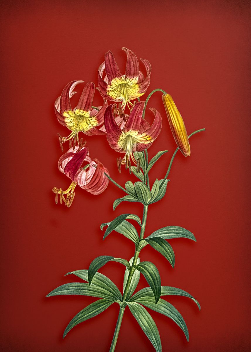 'Vintage Turban Lily on Red' Poster, picture, metal print, paint by ...