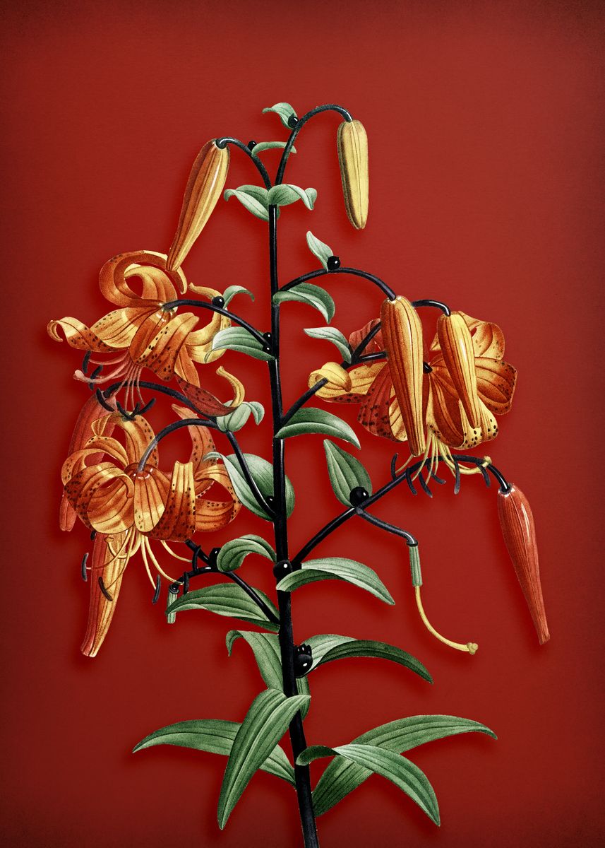 'Tiger Lily on Red' Poster by Holy Rock Design | Displate