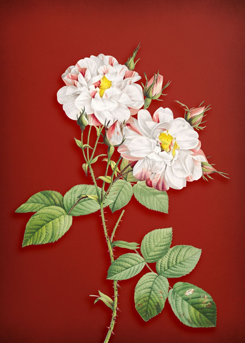 'White Damask Rose on Red' Poster, picture, metal print, paint by Holy ...
