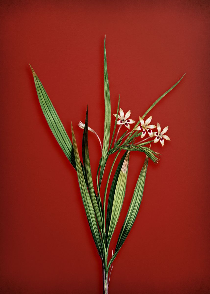 'White Baboon Root on Red' Poster, picture, metal print, paint by Holy ...