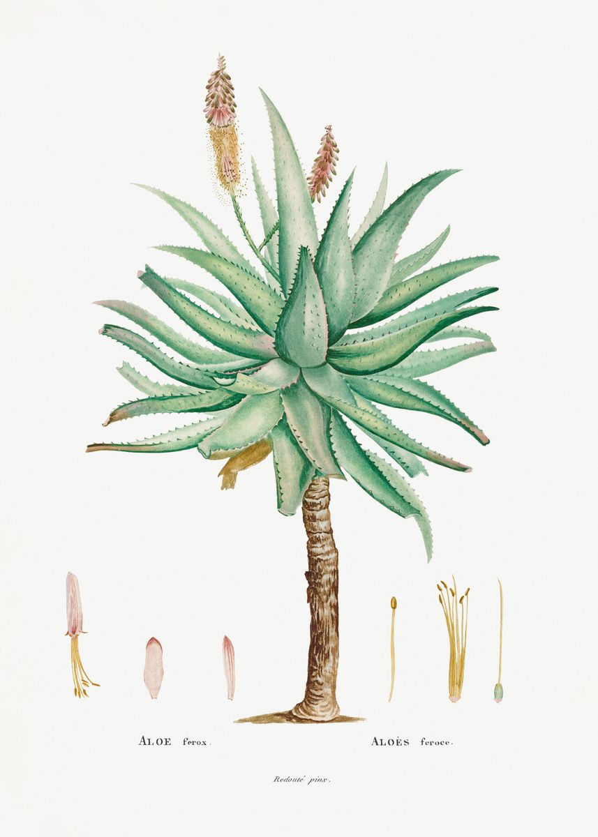 'Aloe Ferox' Poster, picture, metal print, paint by tony4urban | Displate