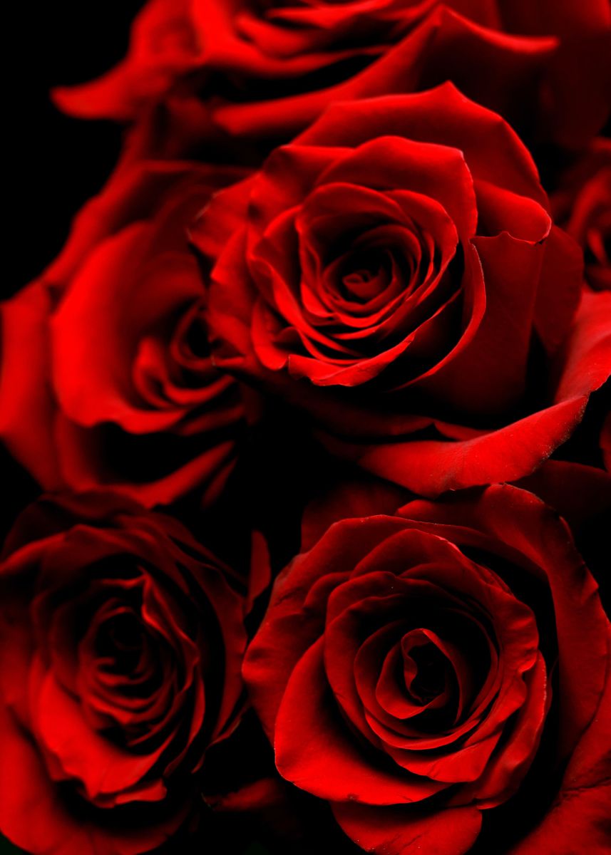 'Red Roses' Poster, picture, metal print, paint by Bear Amber Art ...