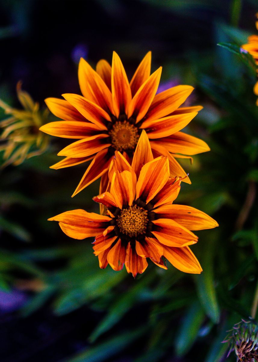 'nature flower beauty' Poster, picture, metal print, paint by Hana ...