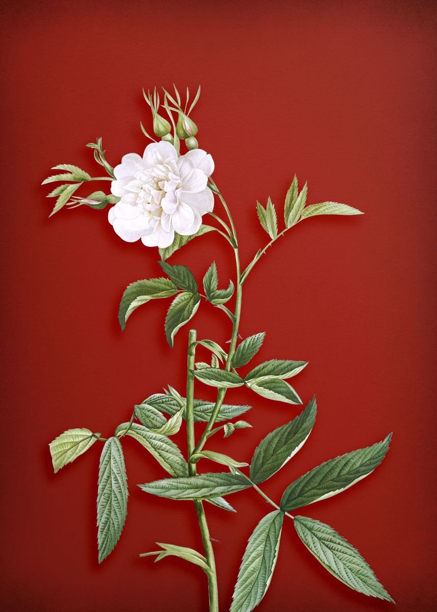 'White Rose of York on Red' Poster, picture, metal print, paint by Holy ...