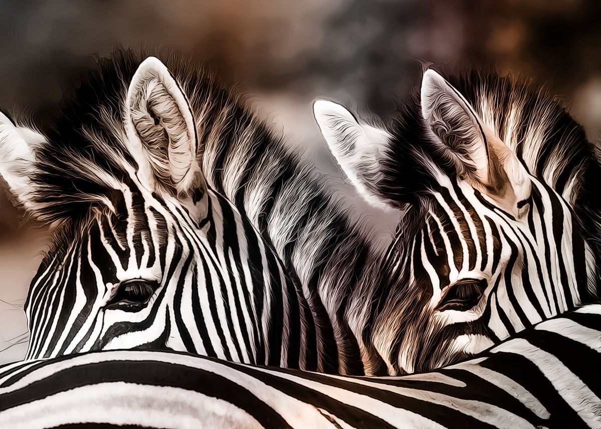 'Zebra scene' Poster by Jay Coulthurst | Displate