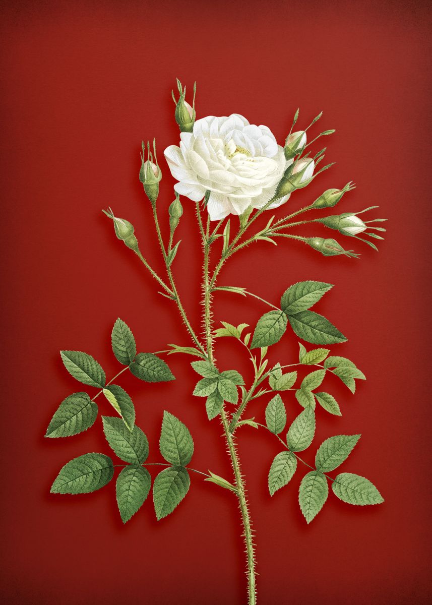 'White Rose of Rosenberg' Poster by Holy Rock Design | Displate