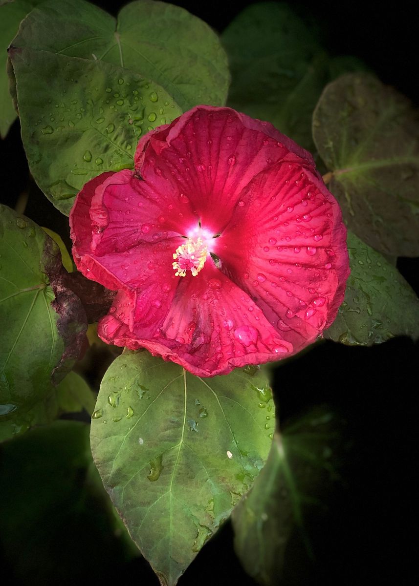 'red flower' Poster, picture, metal print, paint by Eric M | Displate