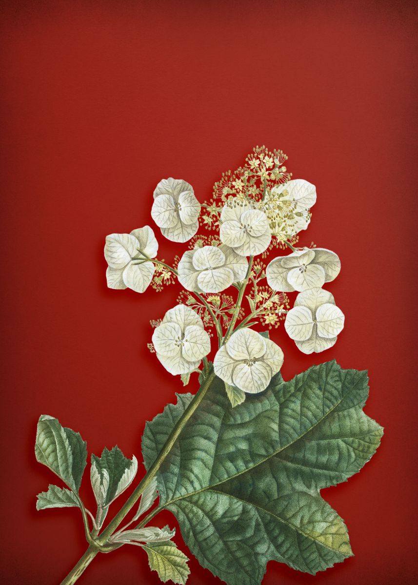 'Oakleaf Hydrangea on Red' Poster, picture, metal print, paint by Holy ...