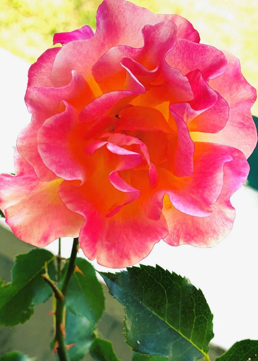 'Tiff Rose' Poster by Eric M | Displate