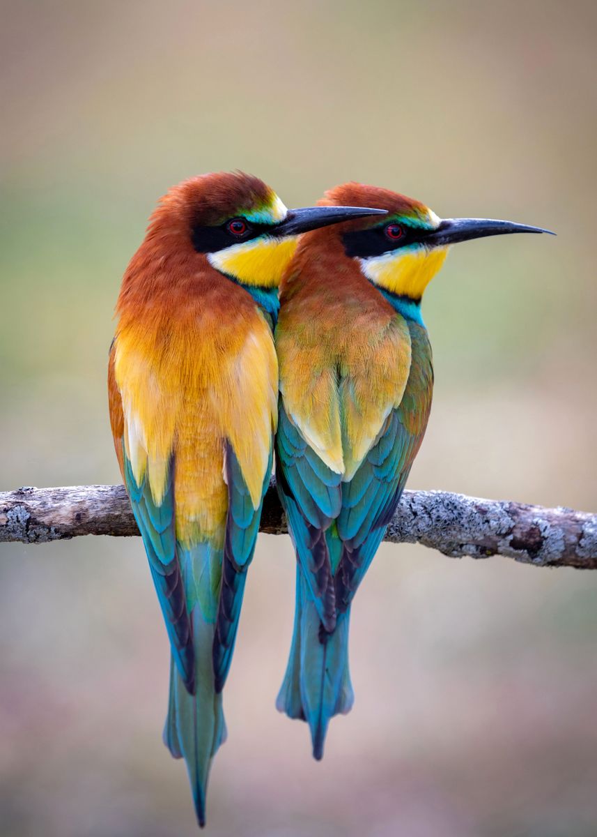 'Bird couple' Poster by Queensy Collin | Displate