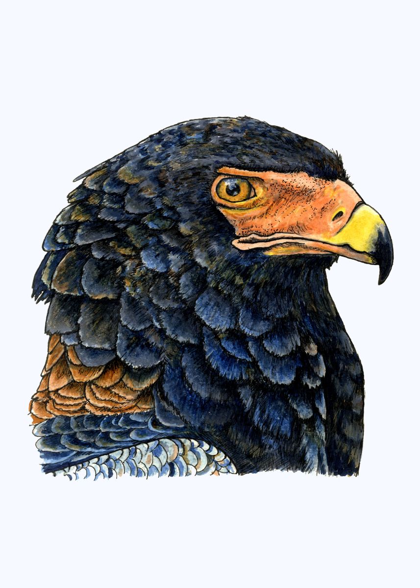 'BATELEUR SNAKE EAGLE' Poster, picture, metal print, paint by Patrick ...