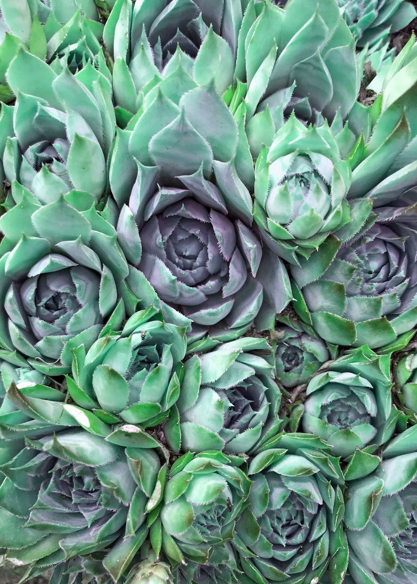 'purple silverine hens' Poster, picture, metal print, paint by ...