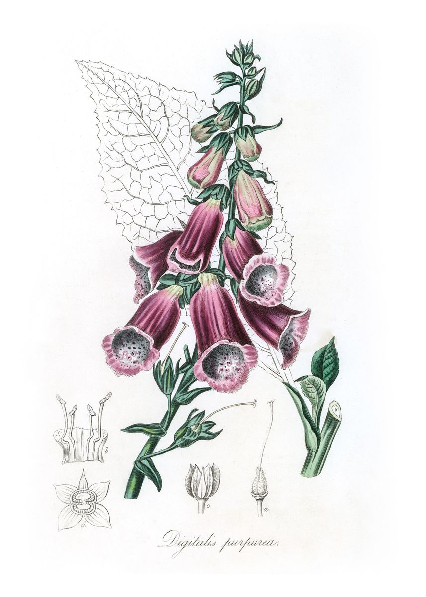 'Foxglove Digitalis ' Poster, picture, metal print, paint by tony4urban ...