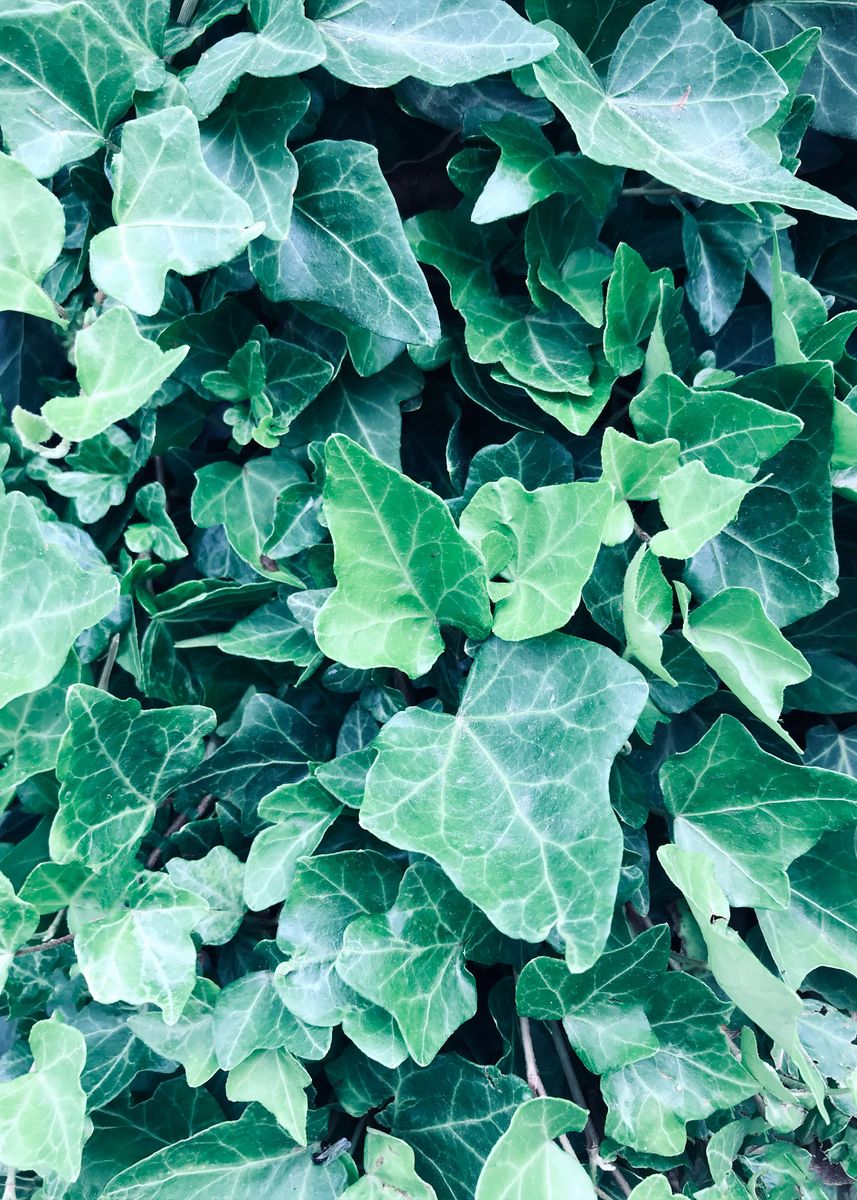 'green hedera helix ' Poster, picture, metal print, paint by ...