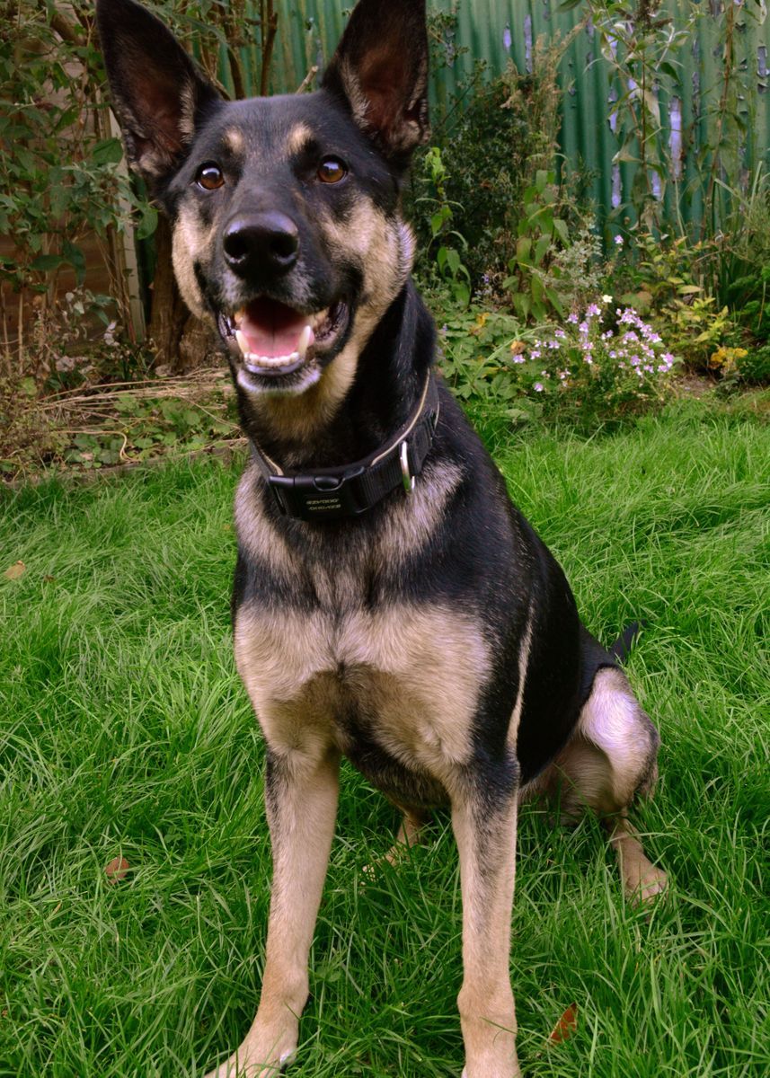 'Excited German Shepherd' Poster, picture, metal print, paint by Dan ...