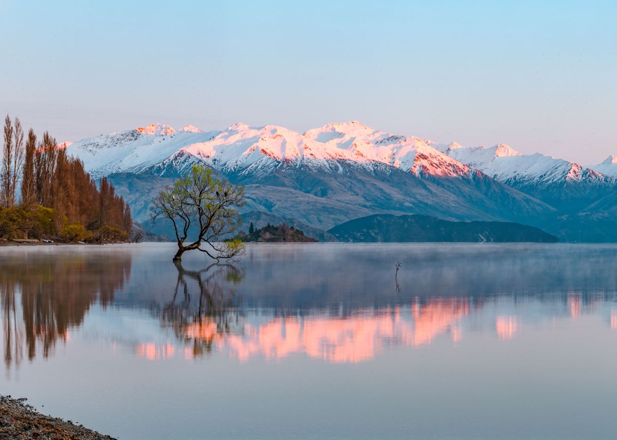 'Wanaka tree' Poster by Johann Pai | Displate