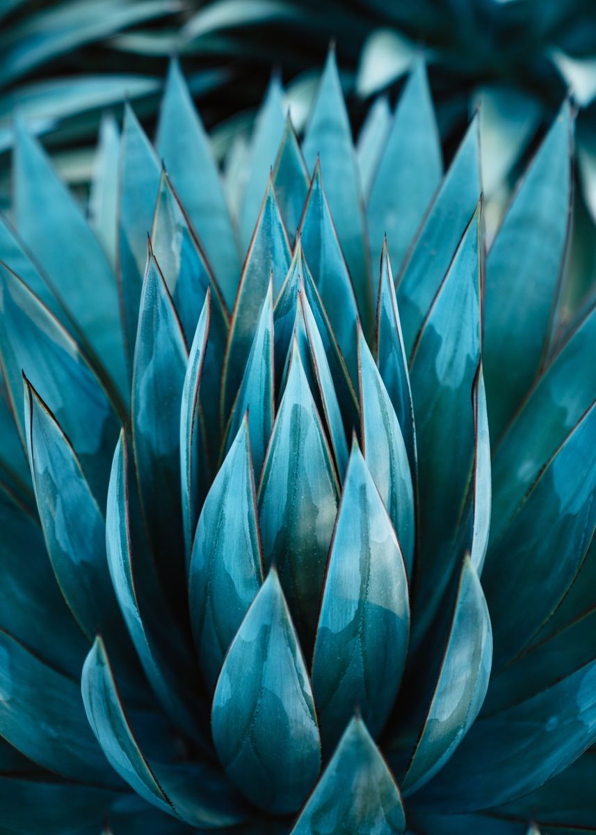 'Blue cactus ' Poster, picture, metal print, paint by kooldigi | Displate