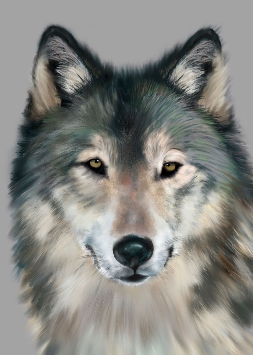 'Timber wolf' Poster, picture, metal print, paint by Heather Mowat ...