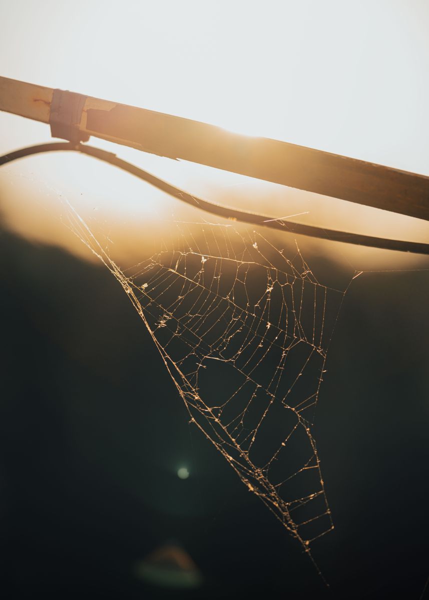 'spider web sunset' Poster, picture, metal print, paint by nika ...